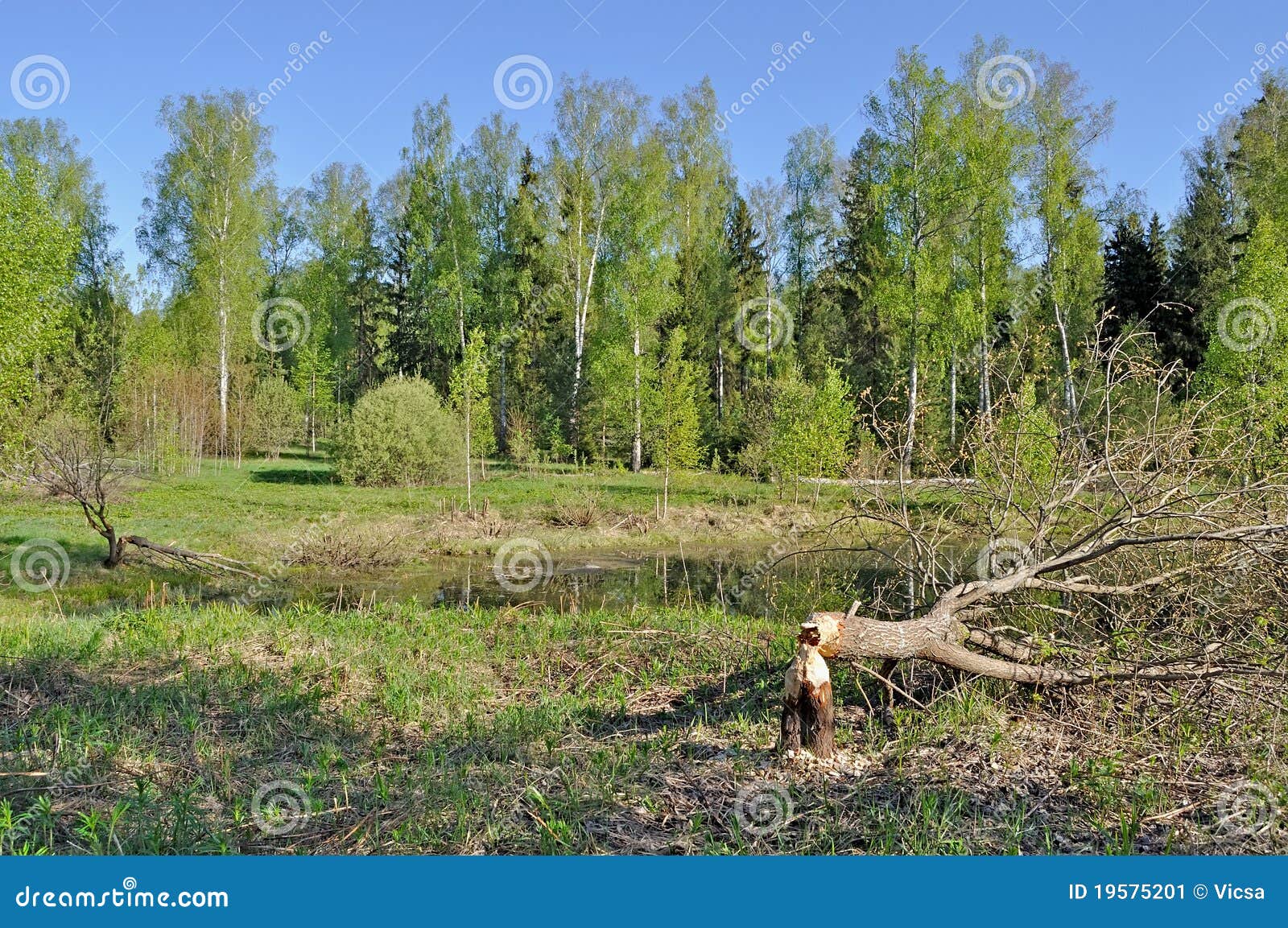 Tree cut down by a beaver stock image. Image of peaceful - 19575201