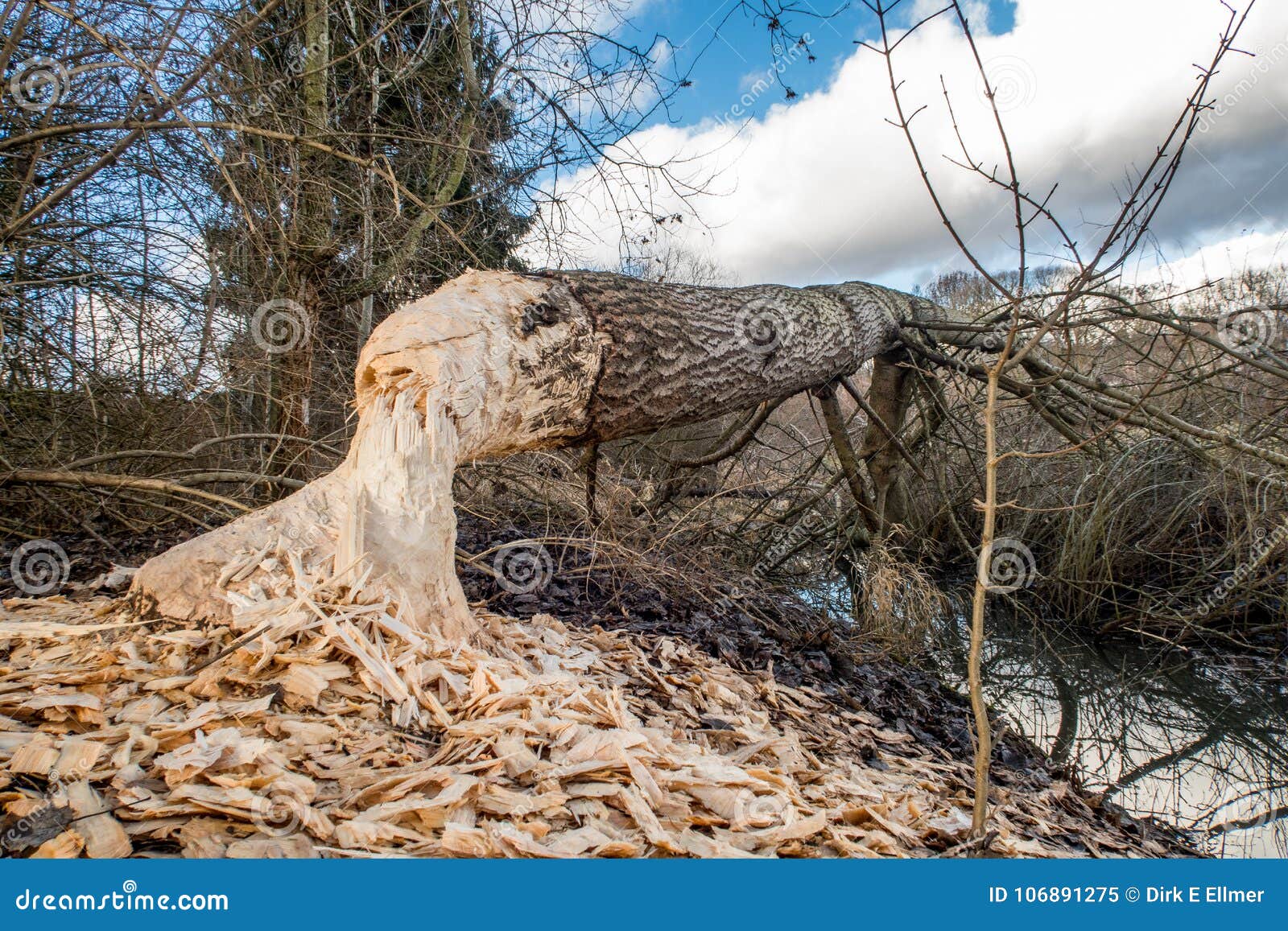 Tree cut down by beaver stock image. Image of wood, nature - 106891275