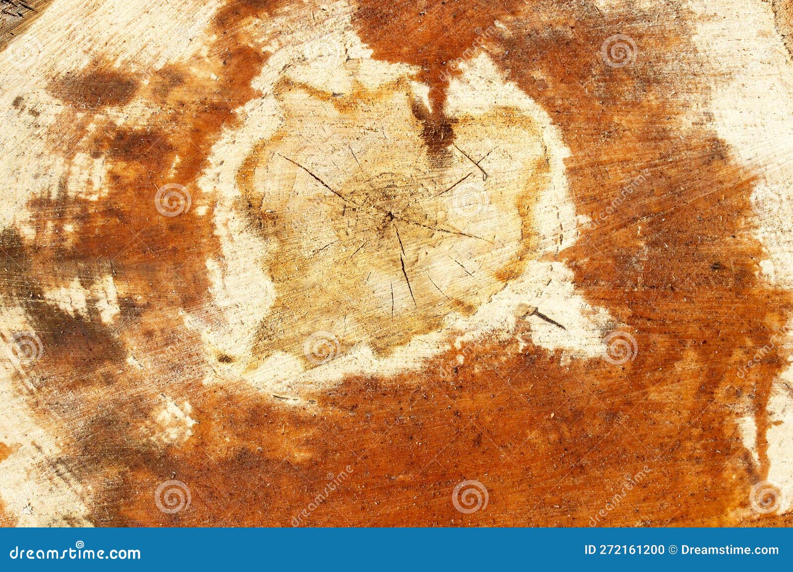 Tree Cut Down and Prepared for Removal Stock Photo - Image of outdoor ...