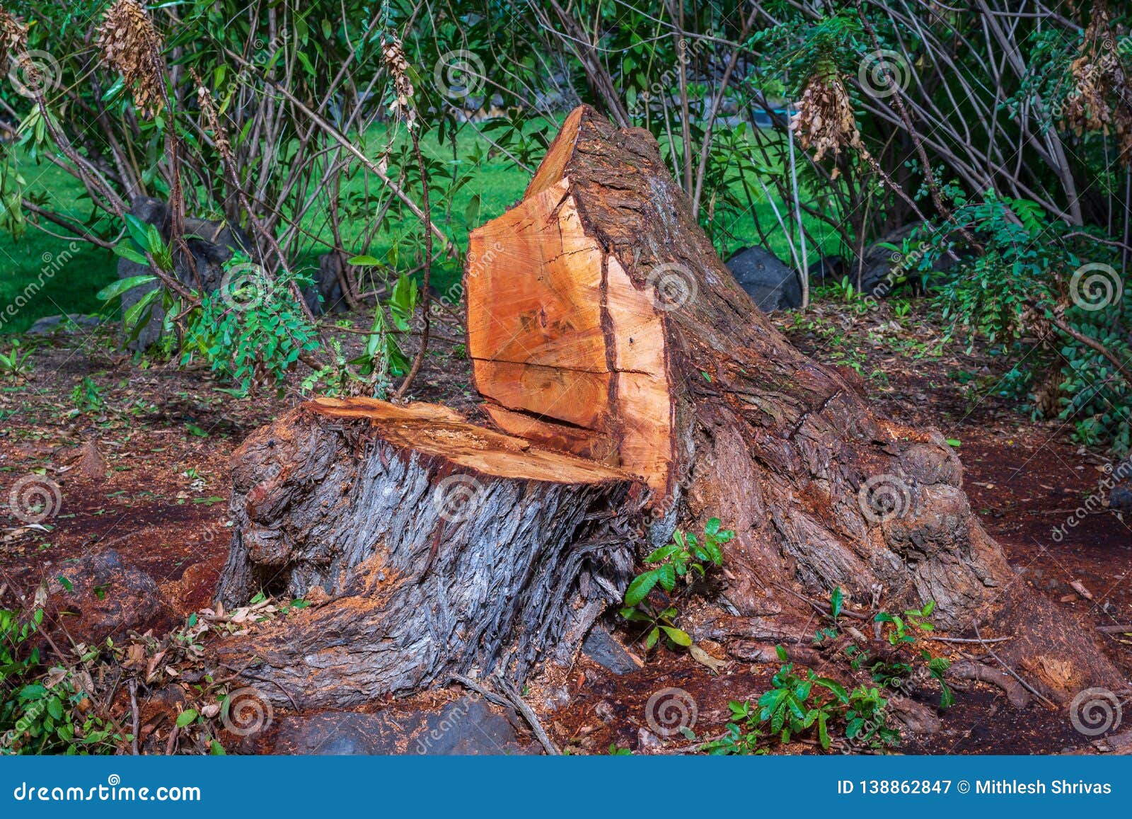 A Tree is Cut Down with Trunk Remaining, Save Tree Stock Image - Image ...