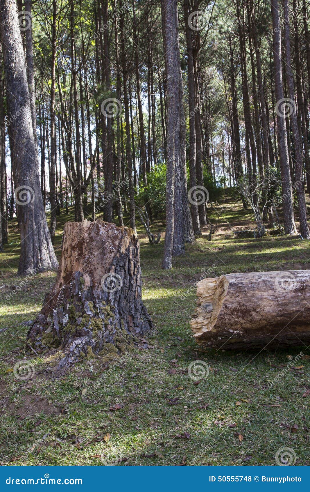 Tree cut in the forest stock photo. Image of green, lumber - 50555748