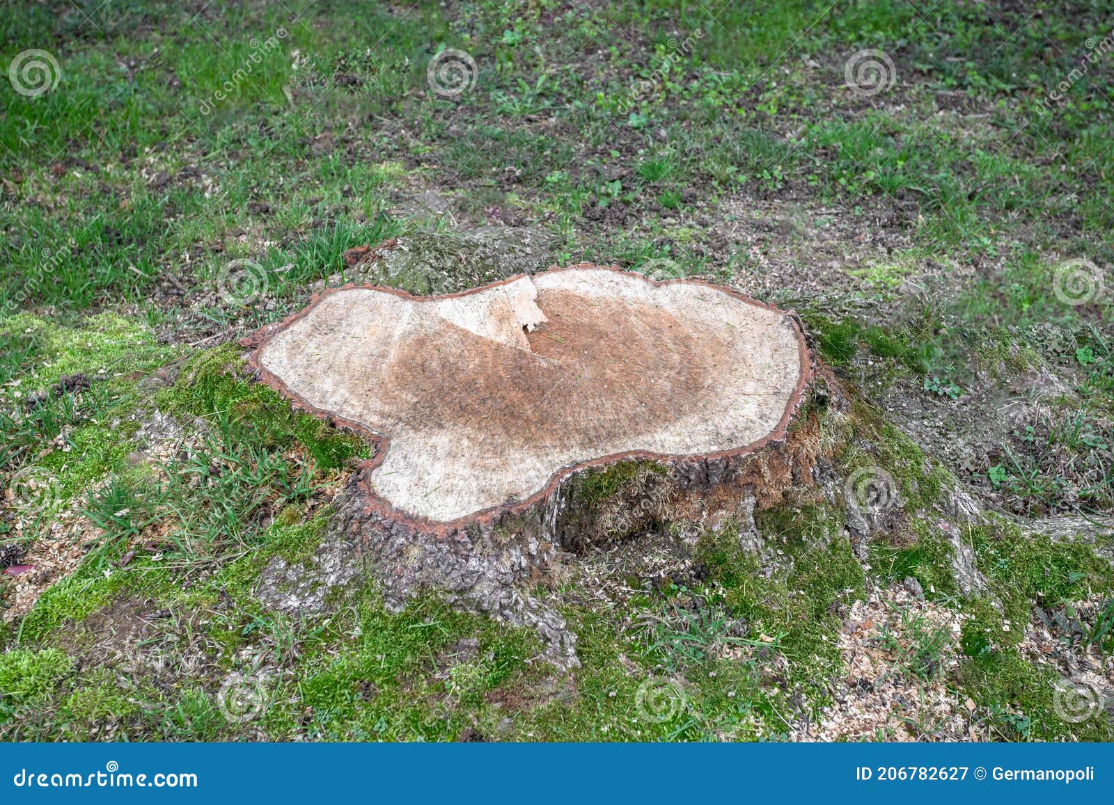 Round Tree Trunck Stock Photos - Free & Royalty-Free Stock Photos from ...