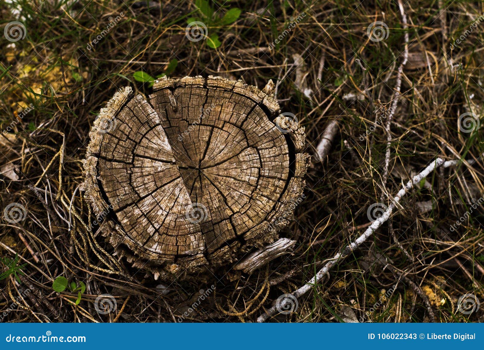 Tree stump forest stock image. Image of bosque, stump - 106022343