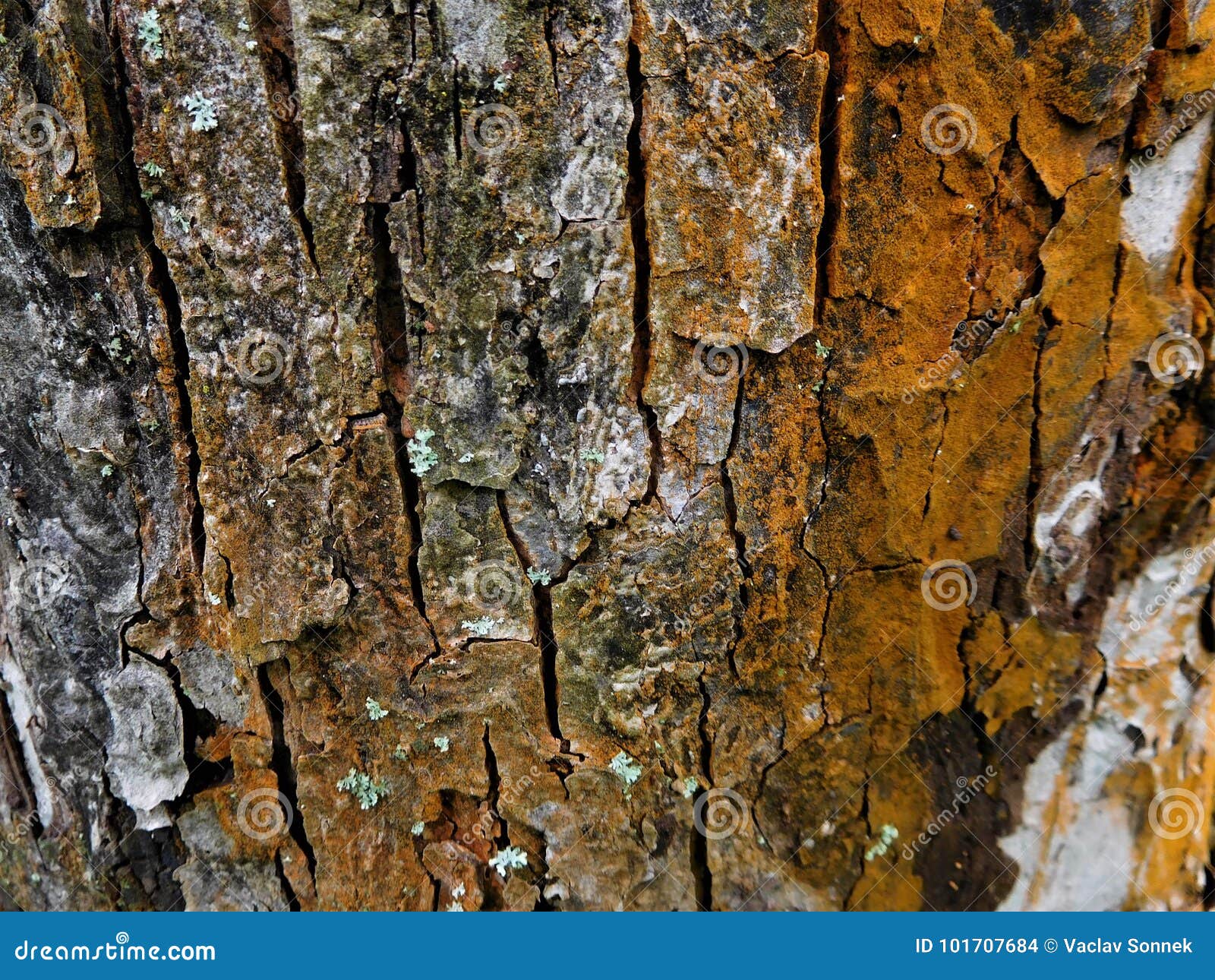 The Tree Cut in Half for Amazing Background for Pc Stock Photo - Image ...