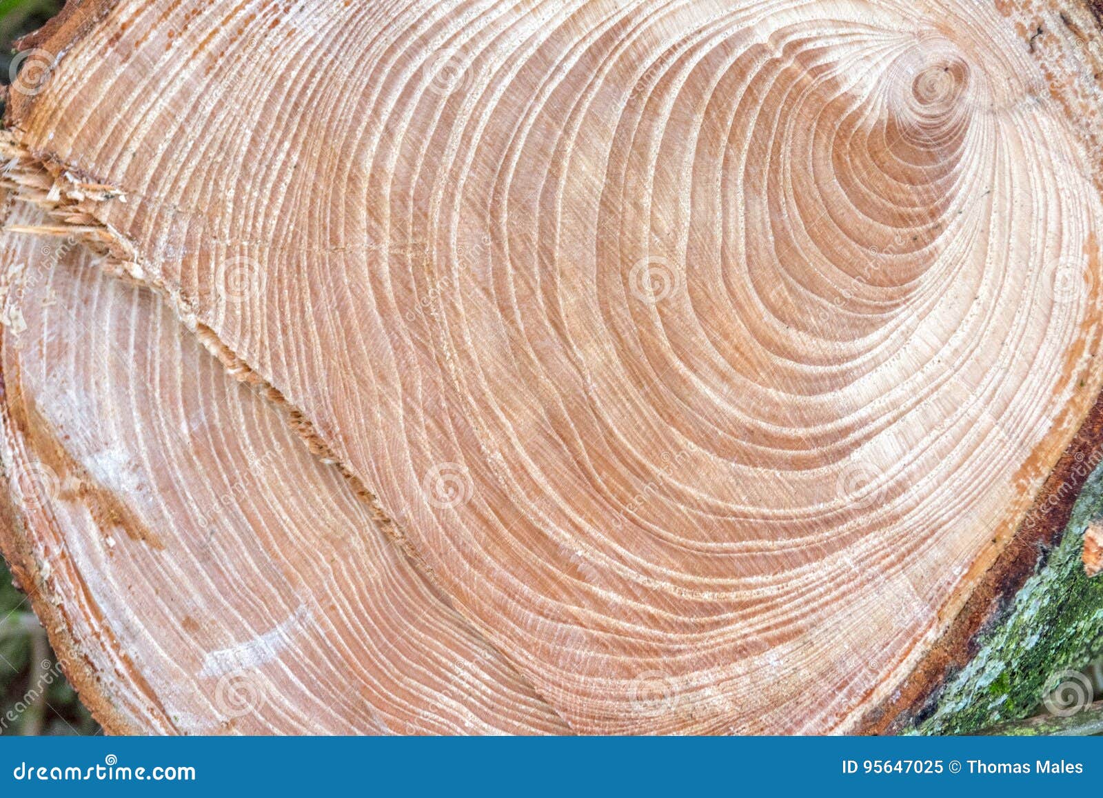 Tree cut in half stock image. Image of forestry, nature - 95647025