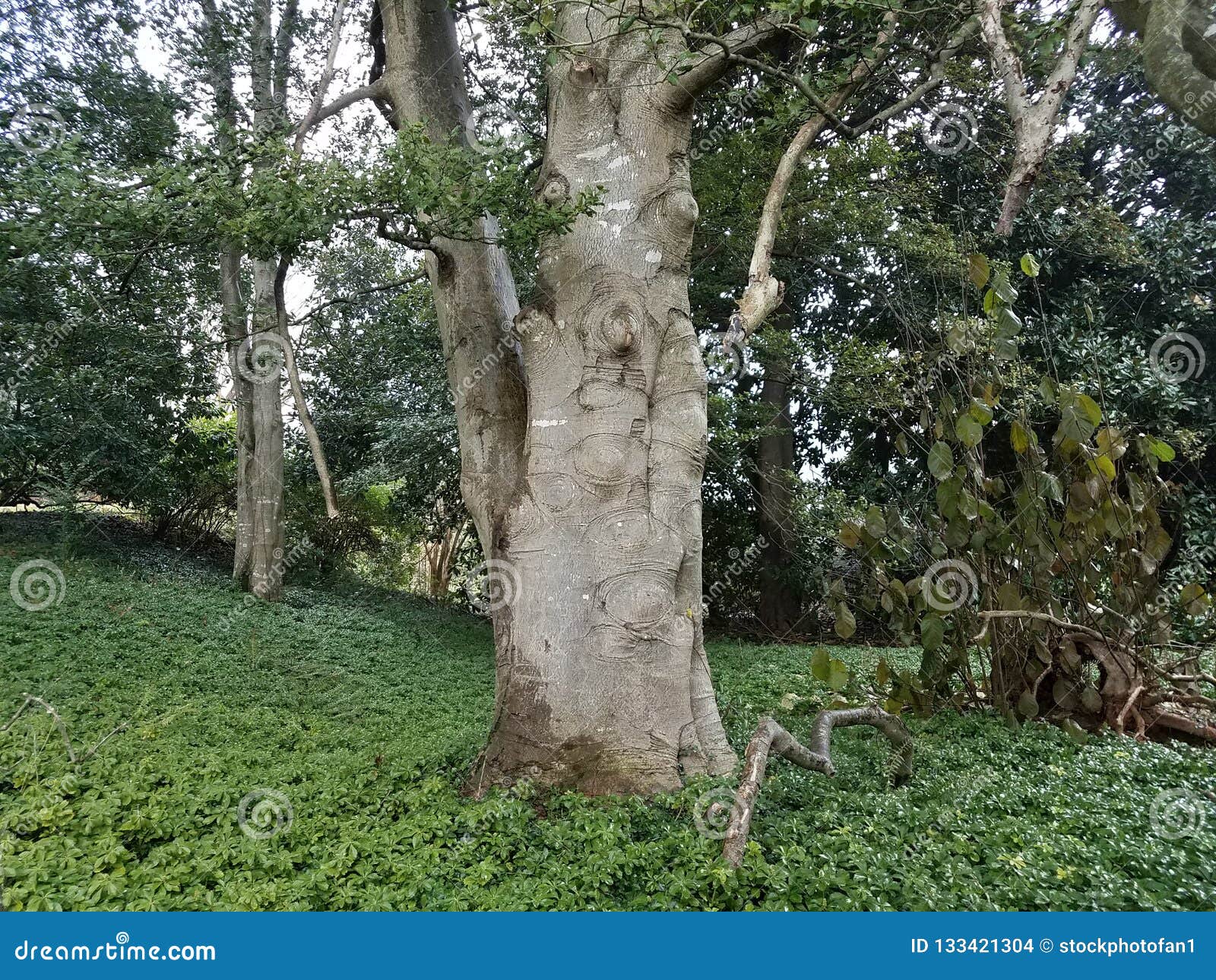 Tree with Cut Limbs and Green Plants Stock Photo - Image of nature ...