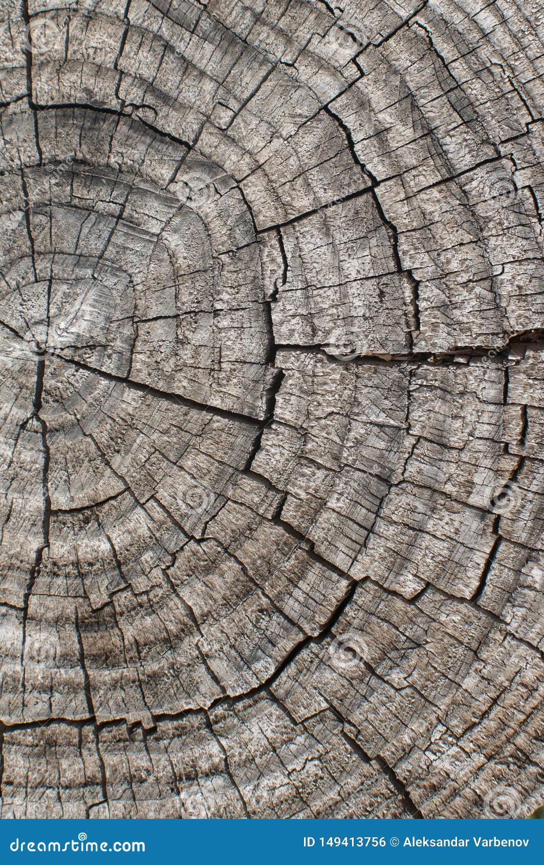 Cut tree log surface stock photo. Image of nature, material - 149413756