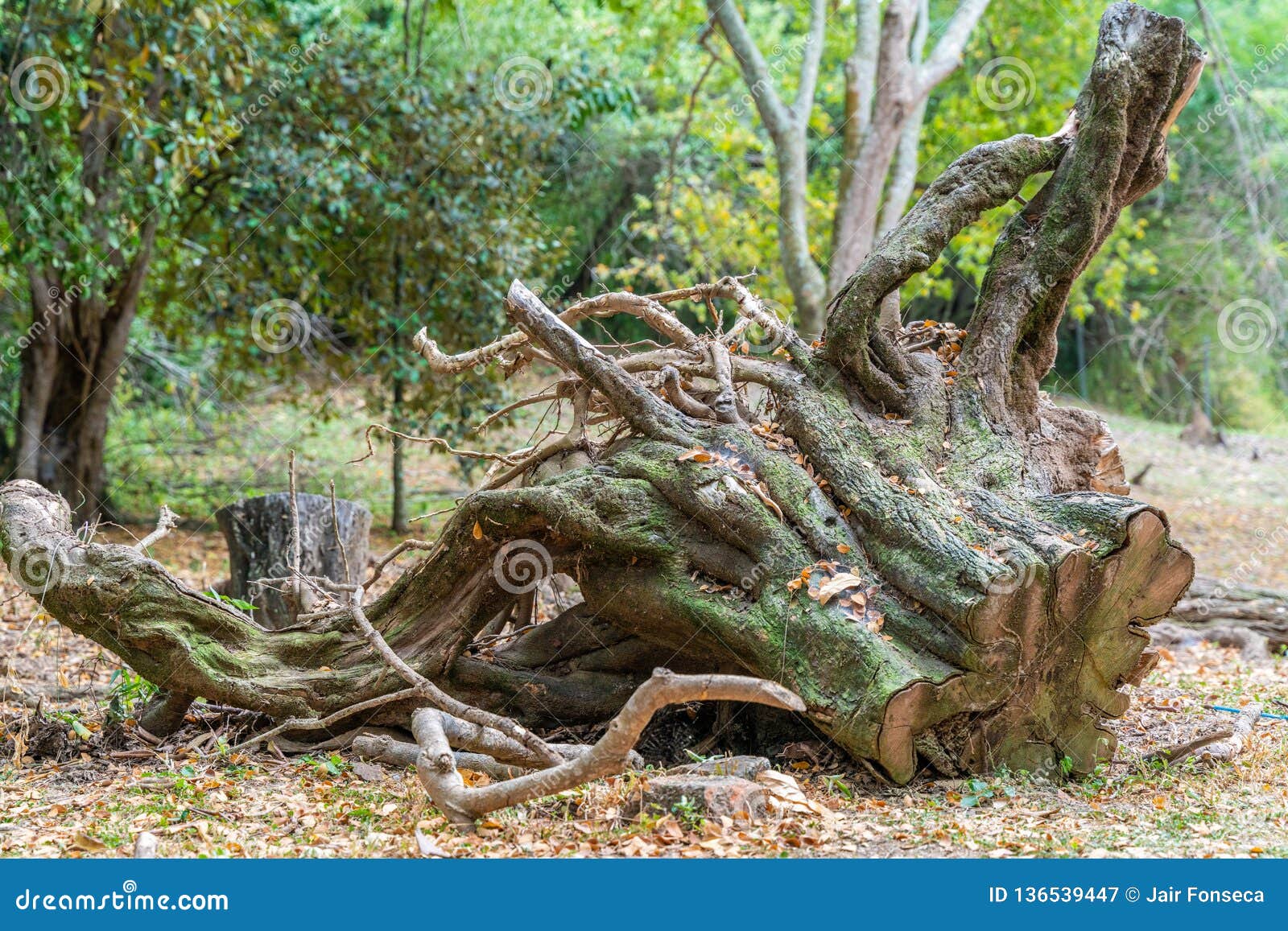 Tree Cut in the Middle of a Forest, Deforestation Stock Image - Image ...