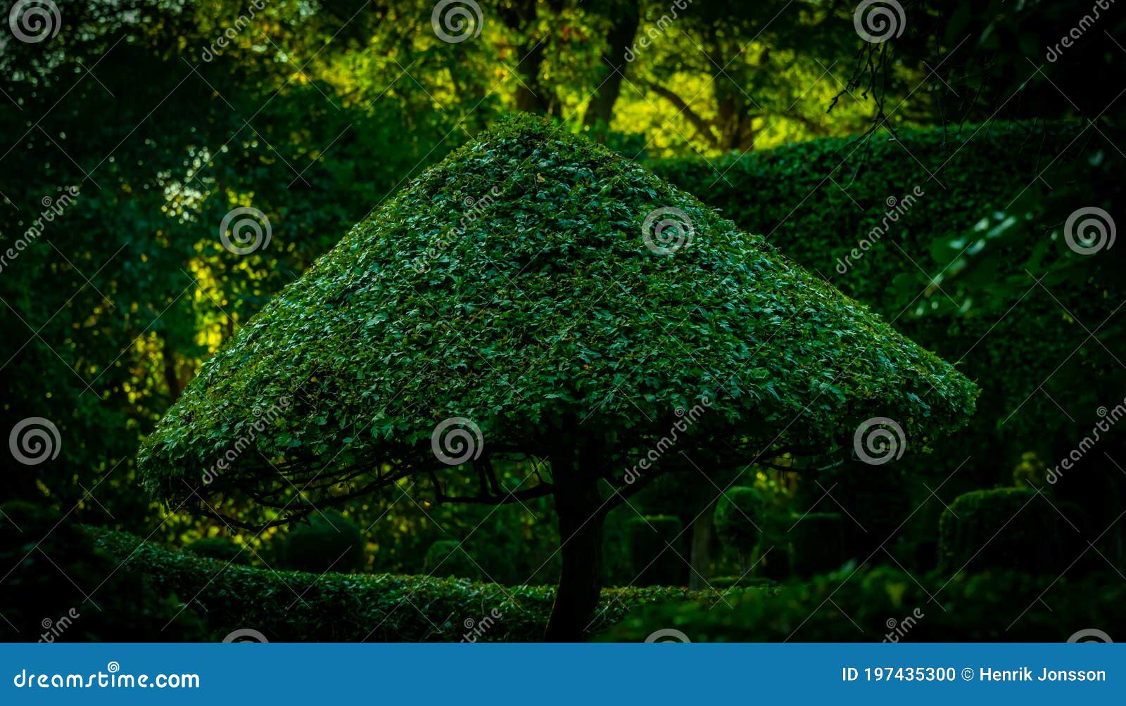 Tree Cut into Ornate Shapes Stock Photo - Image of bush, decorative ...