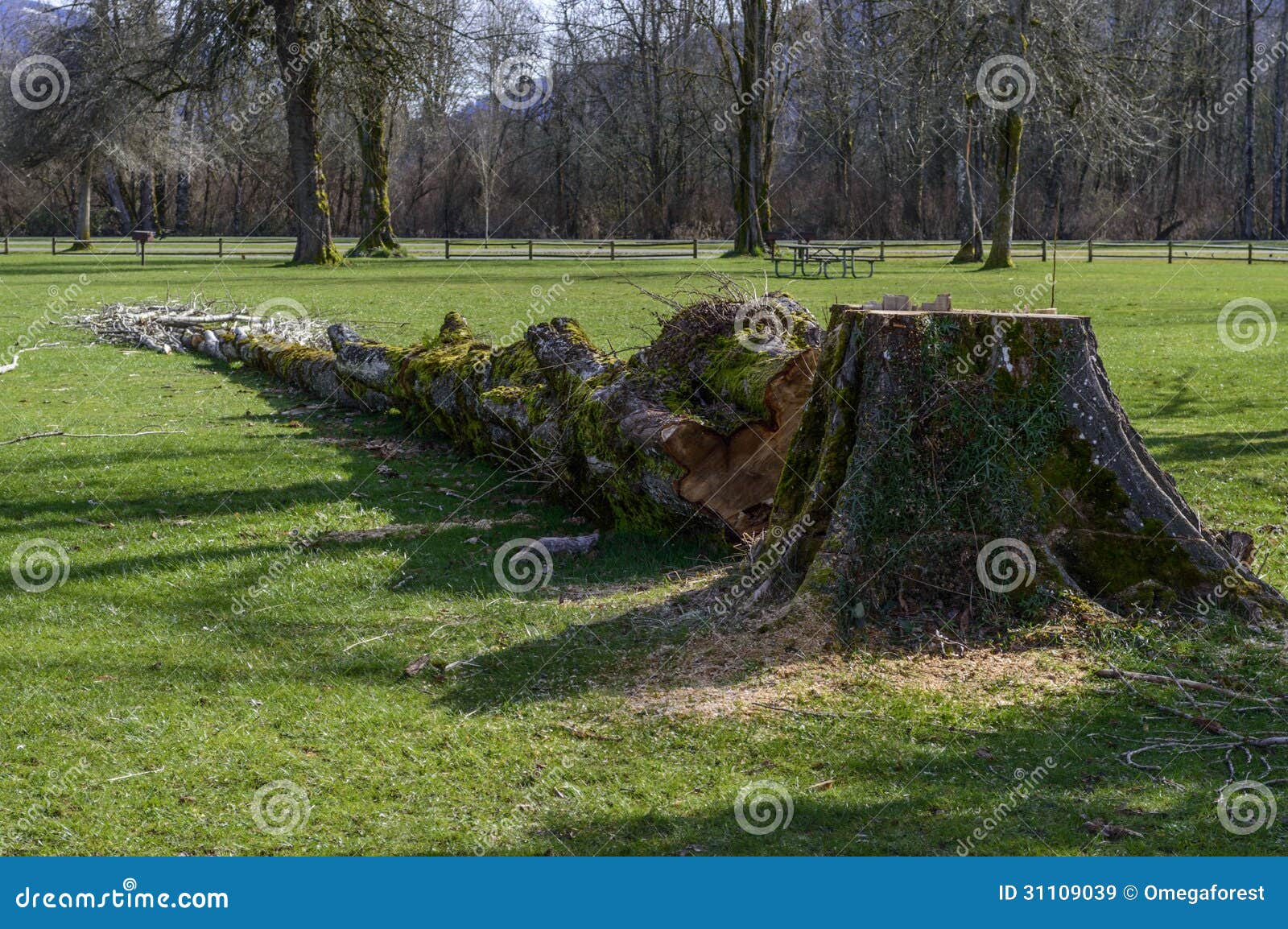 Tree cut stock image. Image of drying, ecology, tree - 31109039