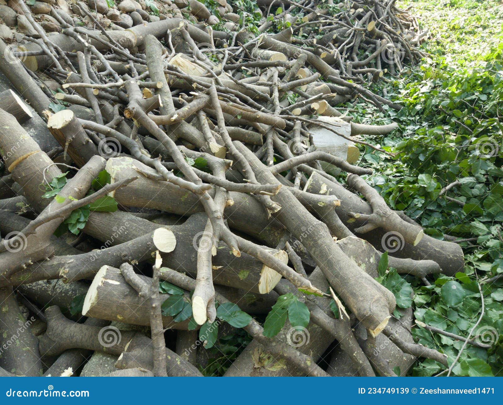 Tree Cut into Pieces. Indian Beech Tree Trunks. Deforestation in ...