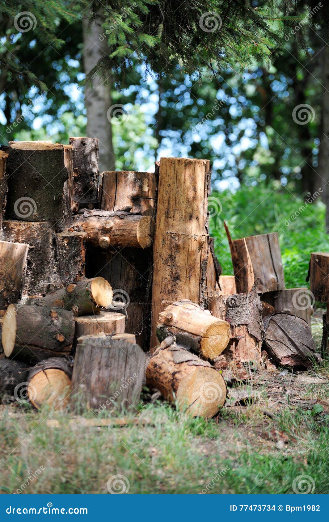 A tree cut into pieces stock photo. Image of forest, industry - 77473734
