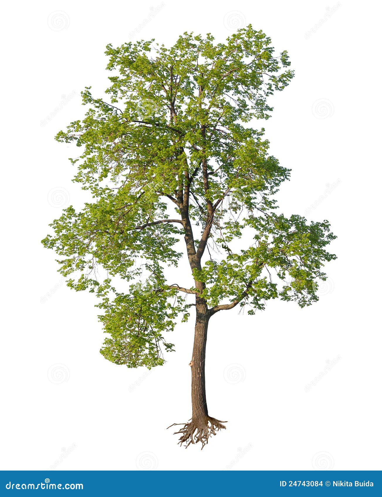 Tree with Cut Roots Isolated Stock Photo - Image of organic, grow: 24743084