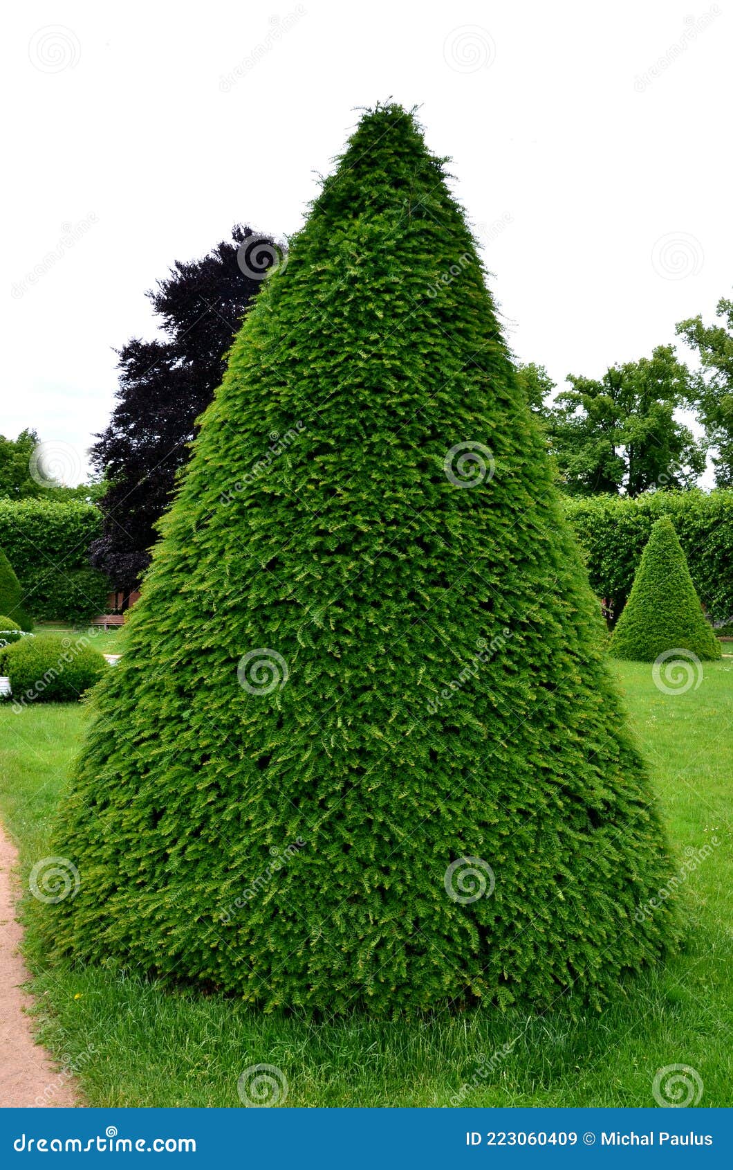 Tree Cut into the Shape of a Large Regular Cone and a Flattened Sphere ...