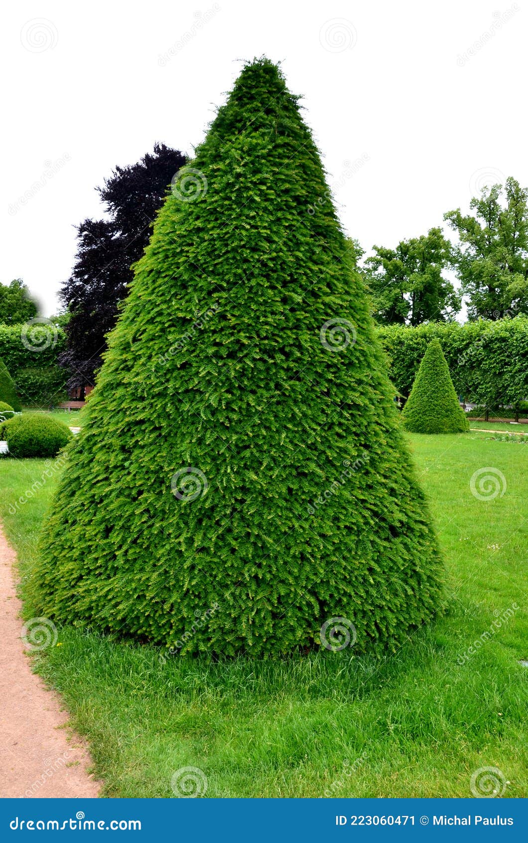 Tree Cut into the Shape of a Large Regular Cone and a Flattened Sphere ...