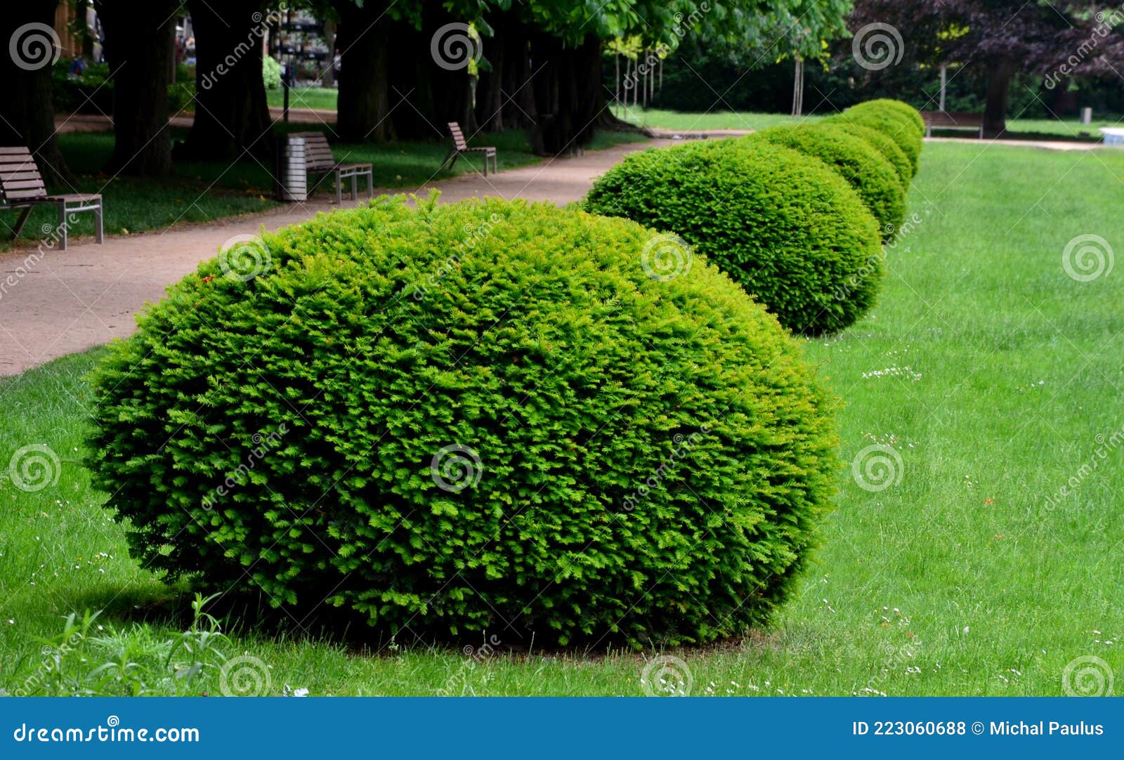 Tree Cut into the Shape of a Large Regular Cone and a Flattened Sphere ...