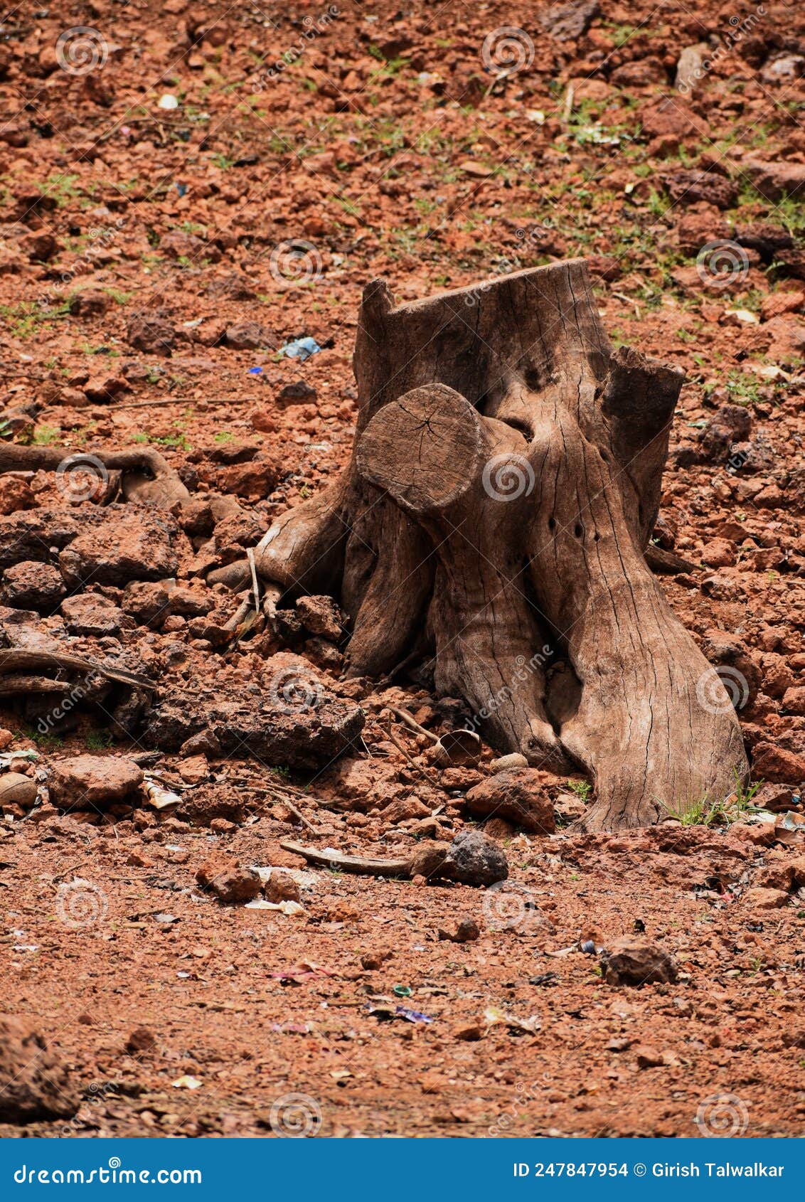 A tree cut soil dry dezart stock photo. Image of tree - 247847954