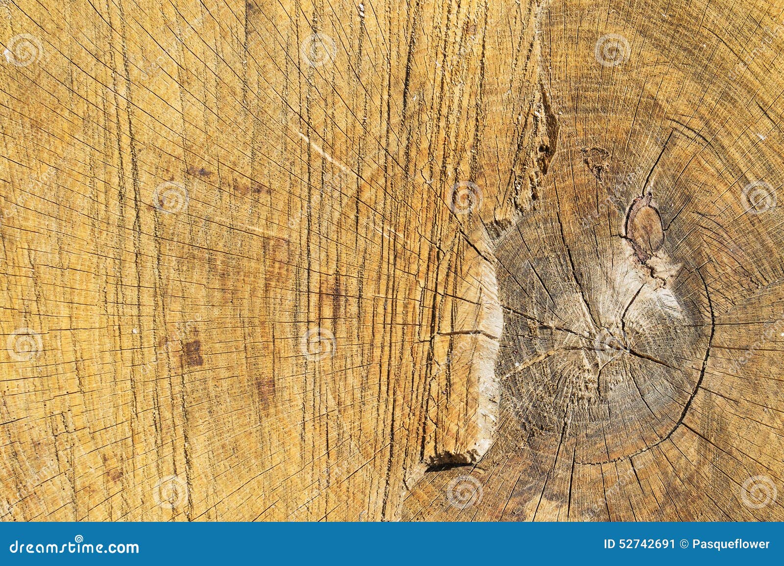 Tree Cut Structure Royalty-Free Stock Photo | CartoonDealer.com #52742691