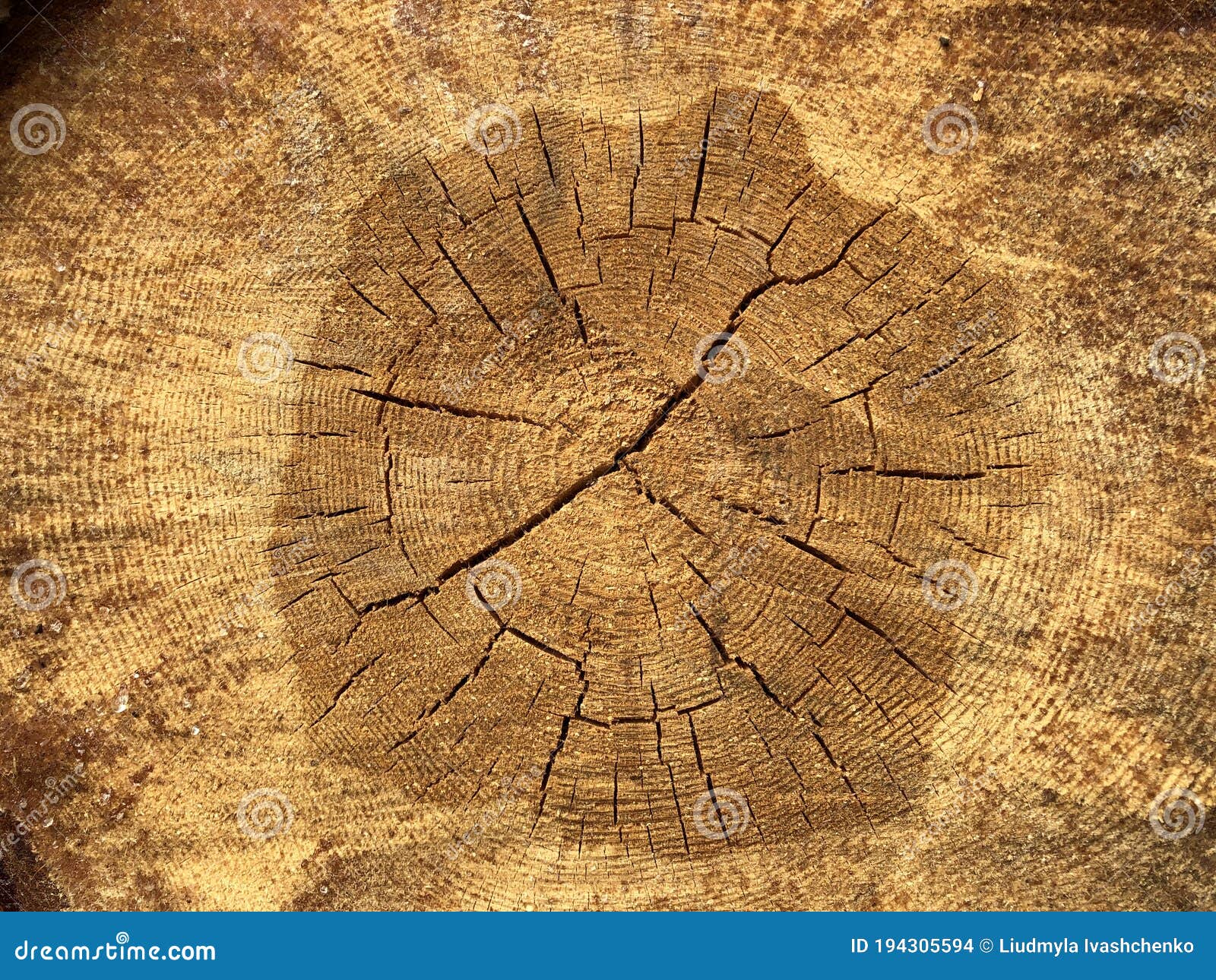 Tree Cut Surface Closeup. Rough Organic Texture of Tree Rings Stock ...