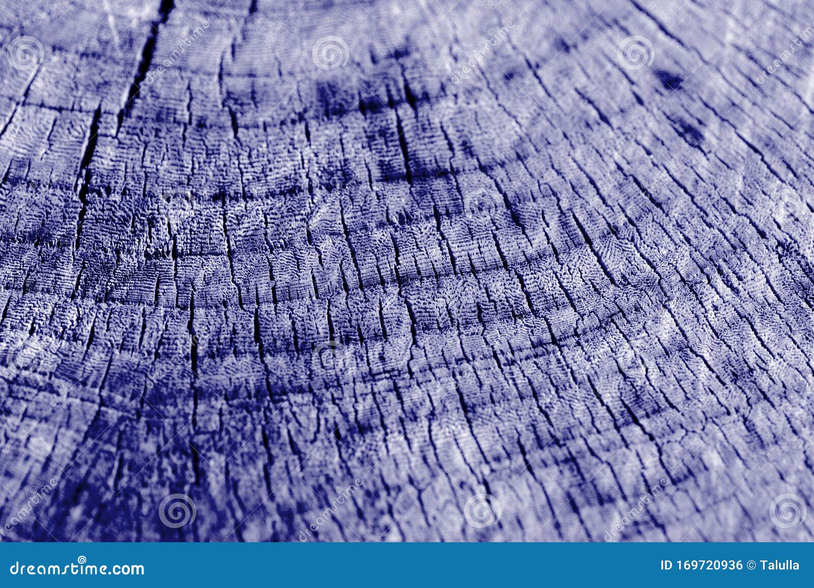 Tree Cut Texture Close Up. Wooden Background Blue Color Toned Stock ...