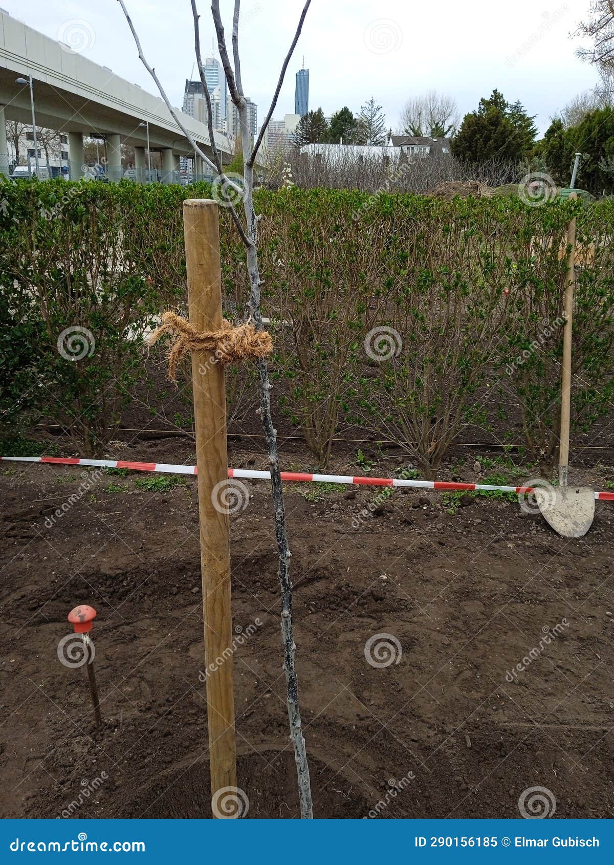 Tree Cut, Part of Tree Care Stock Image - Image of nursery, wood: 290156185