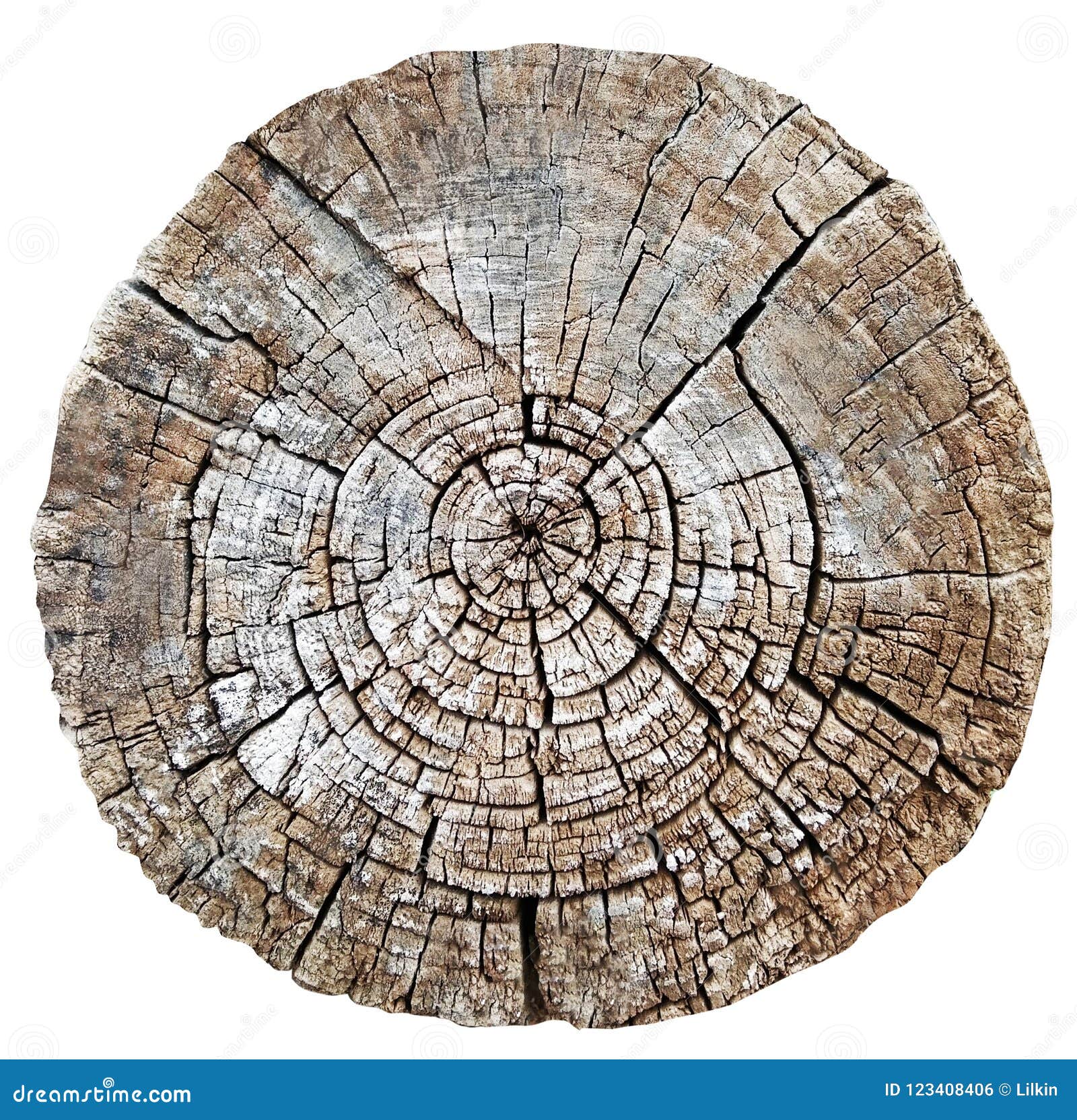 Cut Wood Trunk or Tree Stump Stock Photo - Image of pattern, cutout ... Cut Wood Trunk or Tree Stump Stock Photo - Image of pattern, cutout ...