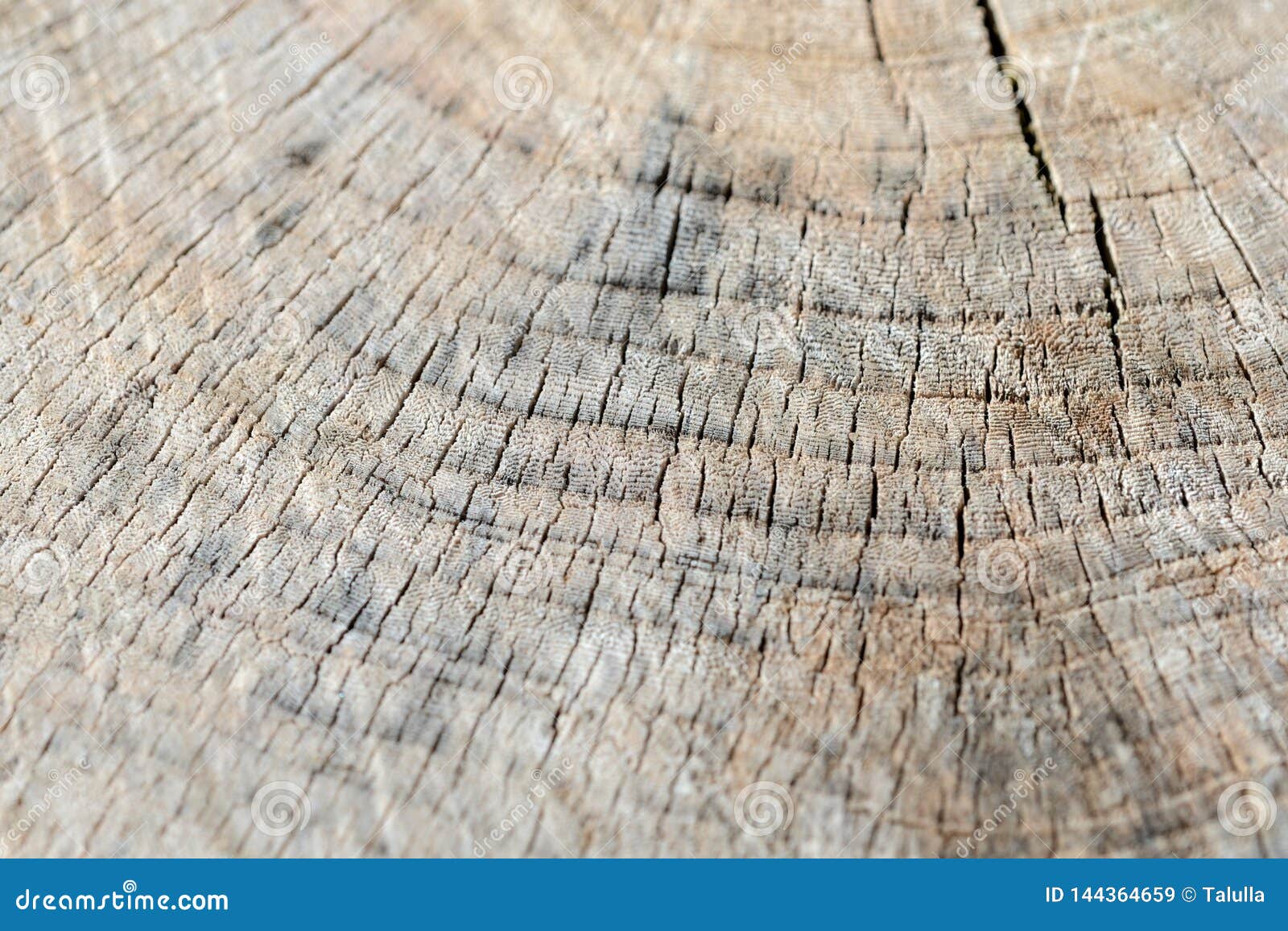 Tree Cut Trunk Texture. Wooden Background Stock Image - Image of bark ...
