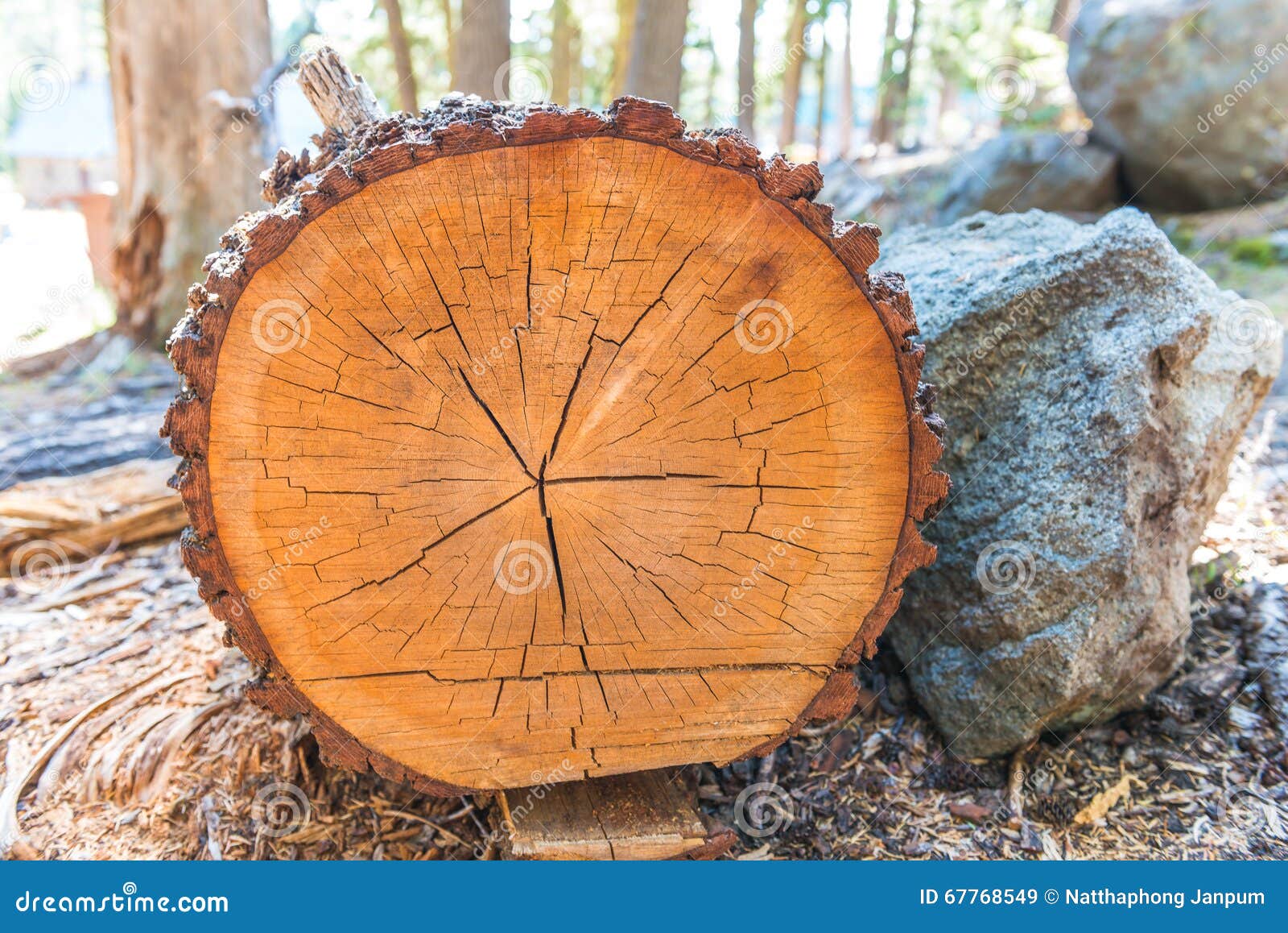 Tree cut in the wood. stock image. Image of forest, lumber - 67768549