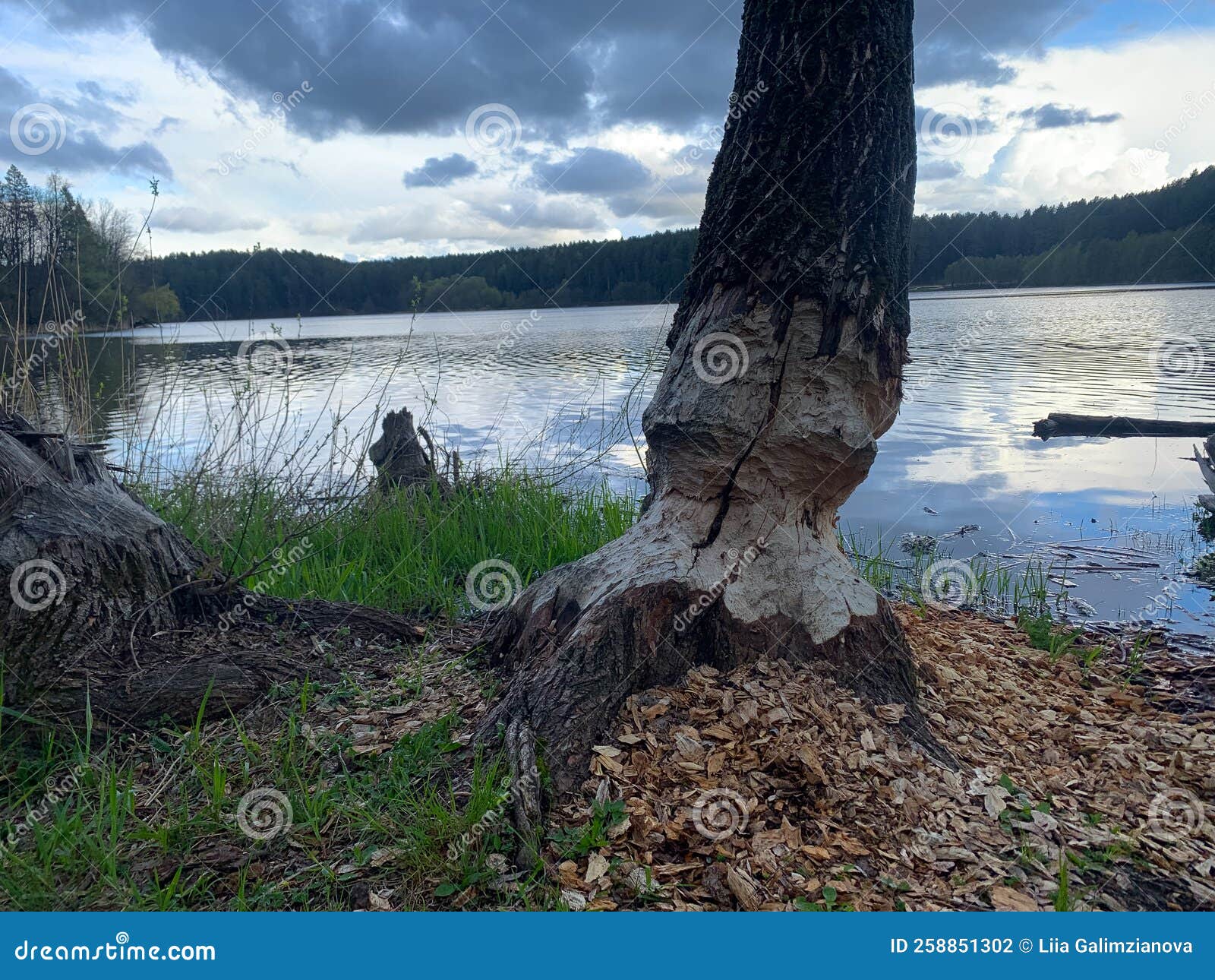 Tree cutted by beavers stock photo. Image of canada - 258851302