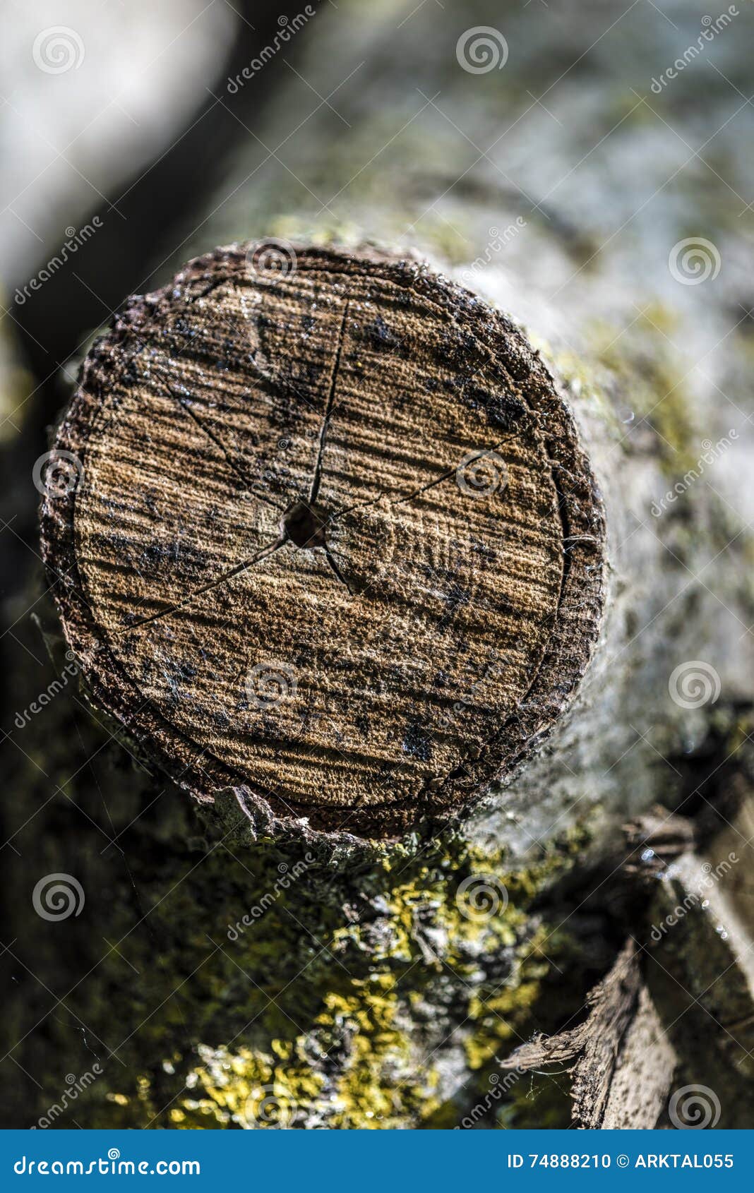 Tree cutted branches stock photo. Image of power, nature - 74888210