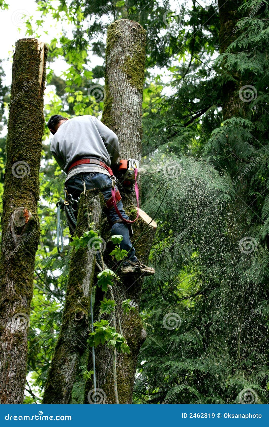 Tree cutter stock image. Image of wood, sawdust, dust - 2462819