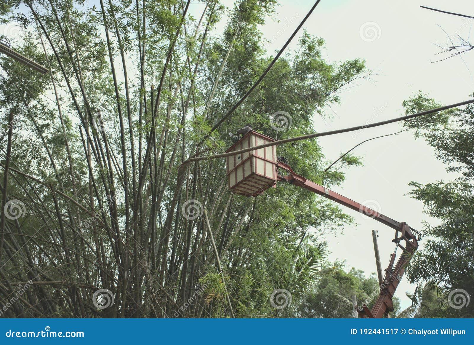 A Tree-cutter in a Basket,Lumberjack Cable Saw, Branch Cutter, Bamboo ...
