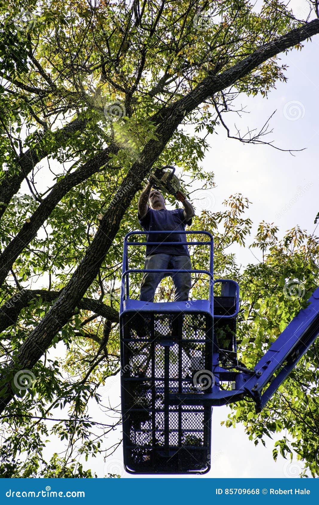 Tree Cutter stock photo. Image of aerial, lumberjack - 85709668