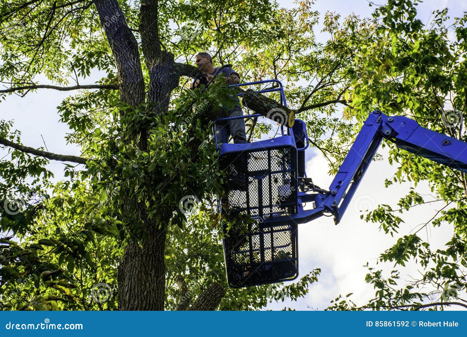 Tree Cutter stock photo. Image of leaves, forrest, cutter - 85861592