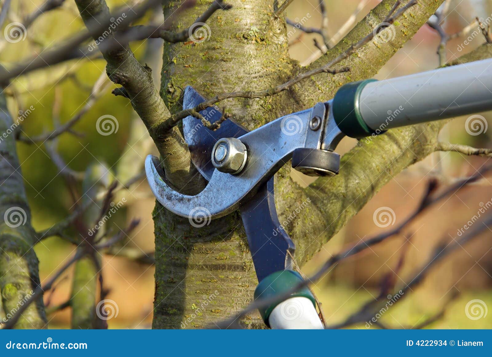 Tree cutting 04 stock photo. Image of branch, pruning - 4222934