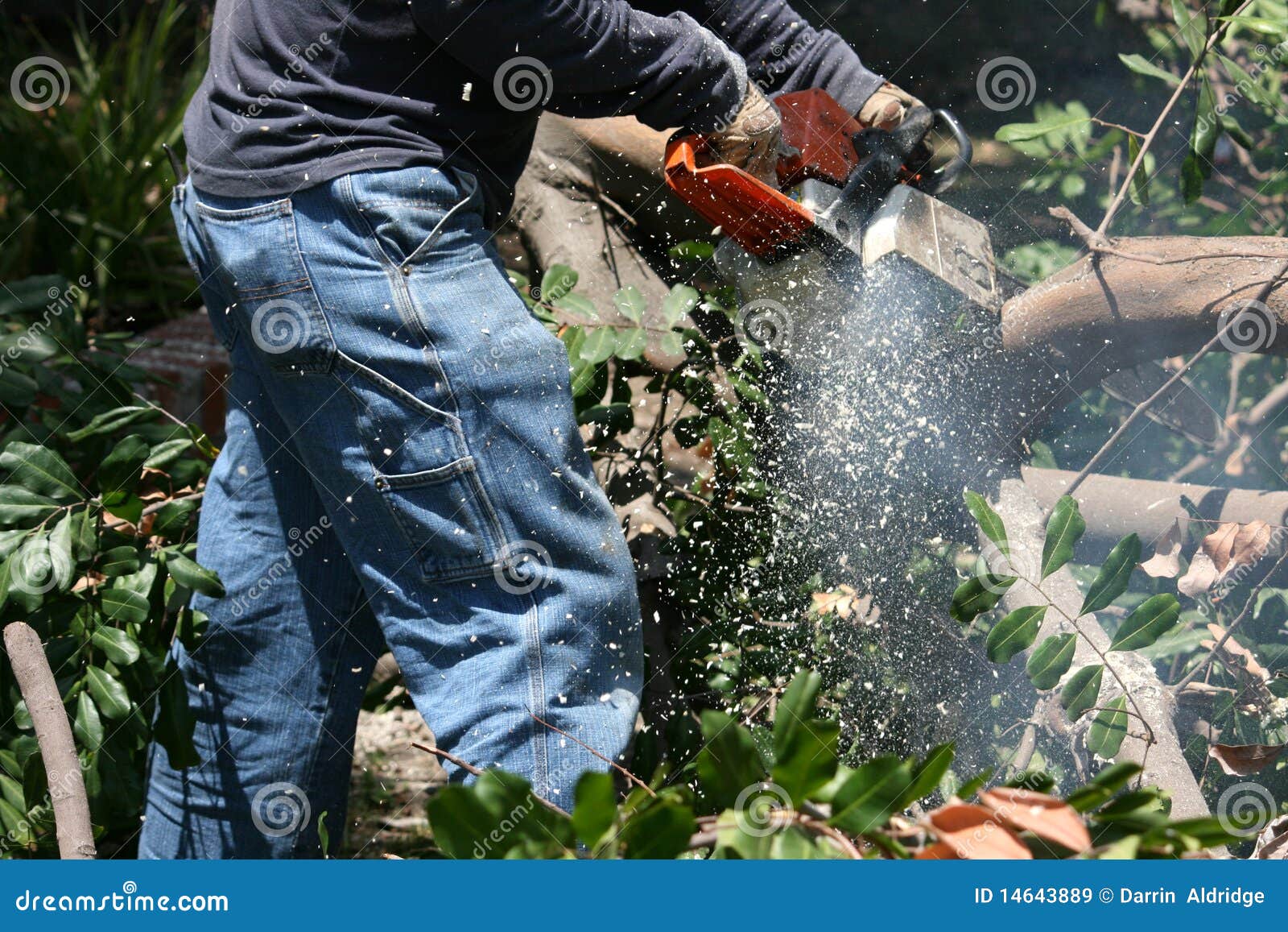 Tree Cutting stock image. Image of sawdust, destruction - 14643889