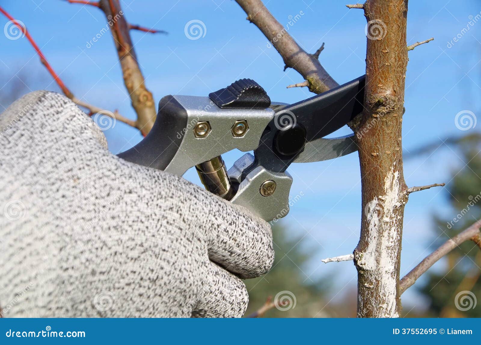 Tree cutting stock image. Image of fruit, trunk, wood - 37552695