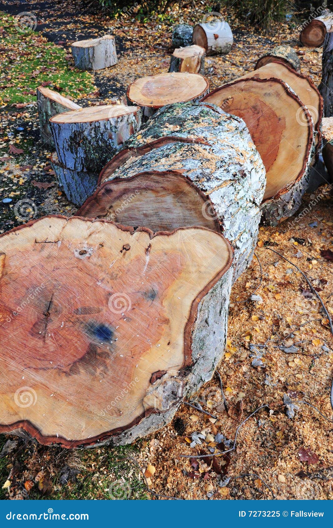 Tree cutting stock image. Image of surface, wood, wooden - 7273225