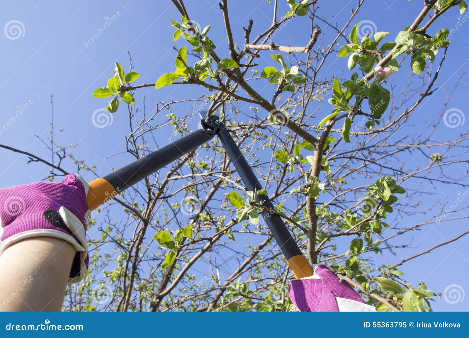 Tree cutting stock image. Image of growth, hand, trim - 55363795