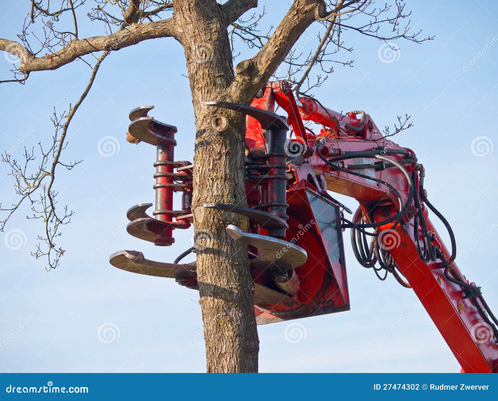 Tree Cutting Crane about To Cut a Tree Stock Photo - Image of ...