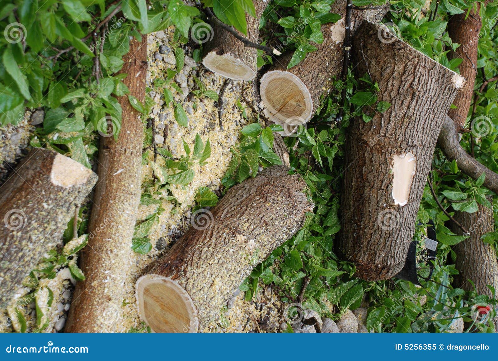 Tree Cutting Debris 4 stock image. Image of trees, wooden - 5256355