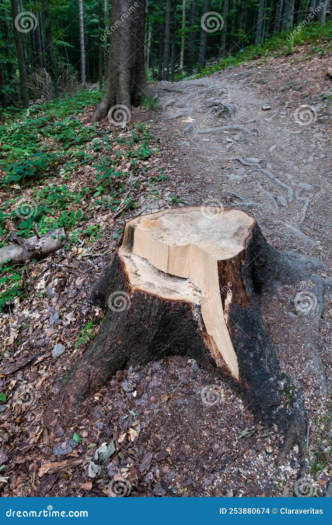 Tree Cutting in Forest. Deforestation in Natural Environment Stock ...