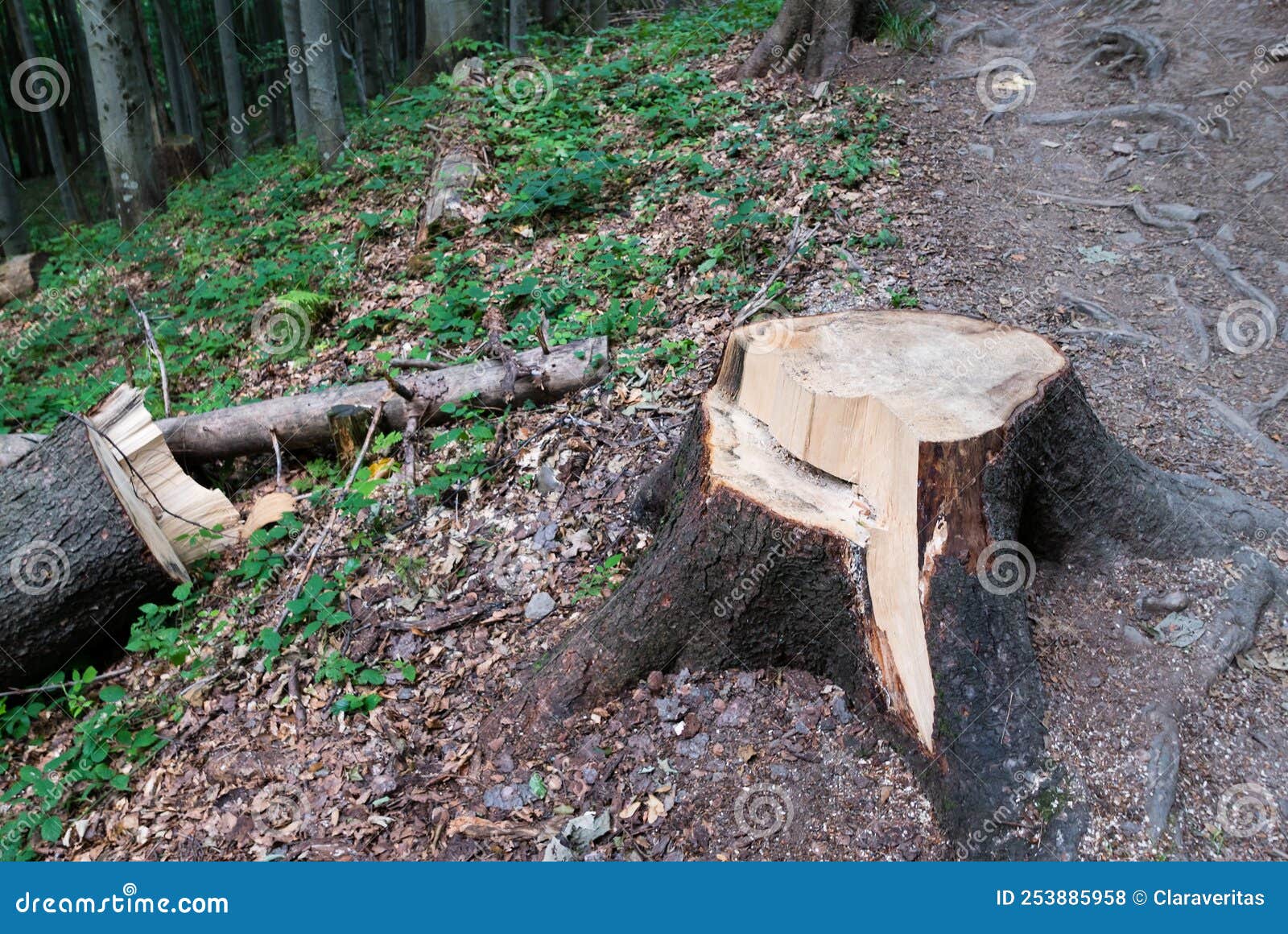 Tree Cutting In Forest. Deforestation In Natural Environment Stock ...