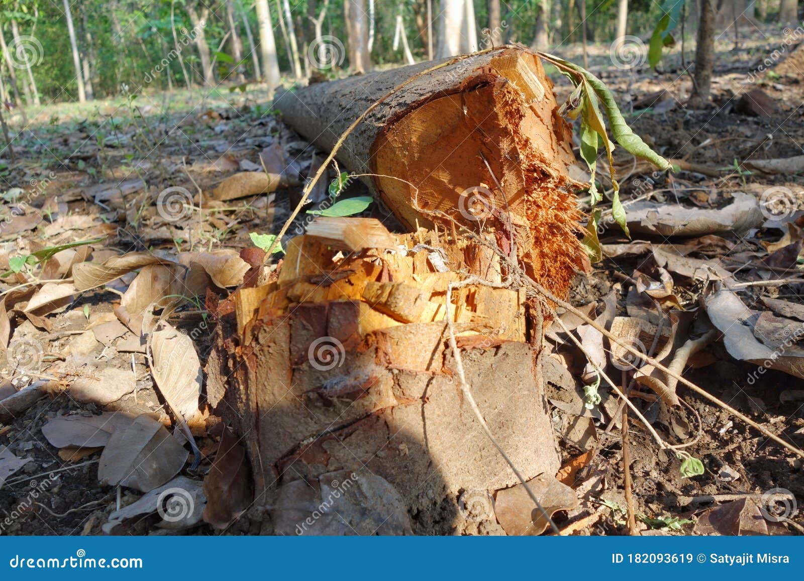 Tree Cutting in a Indian Forest. Stock Image - Image of stump, nature ...