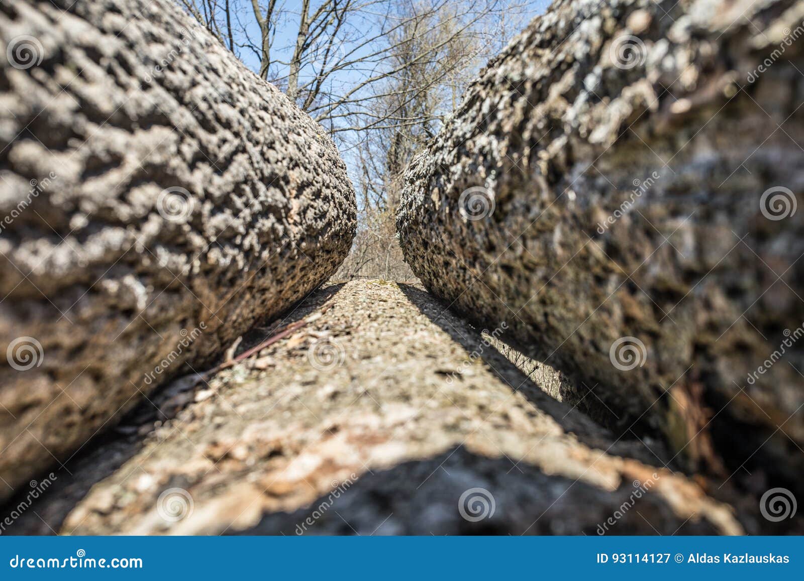 Tree cutting stock image. Image of closeup, lumber, industry - 93114127