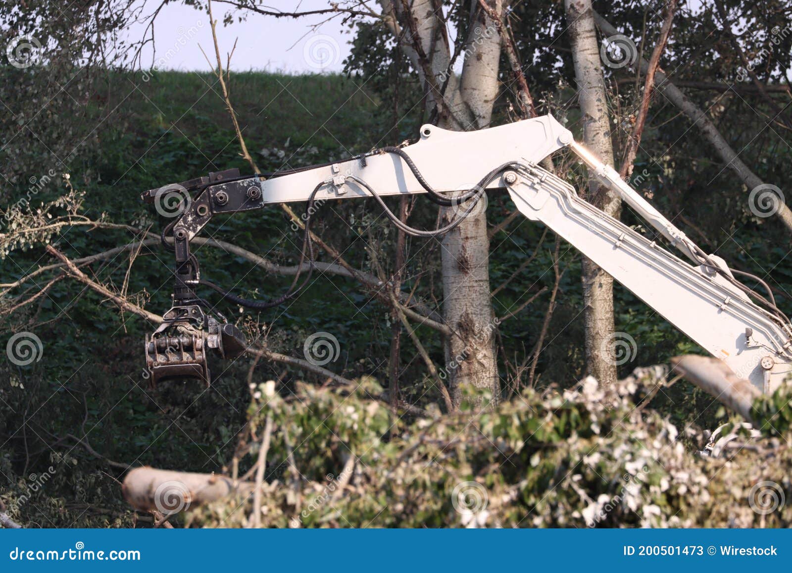 Tree Cutting Process for Firewood - Deforestation Concept Stock Image ...