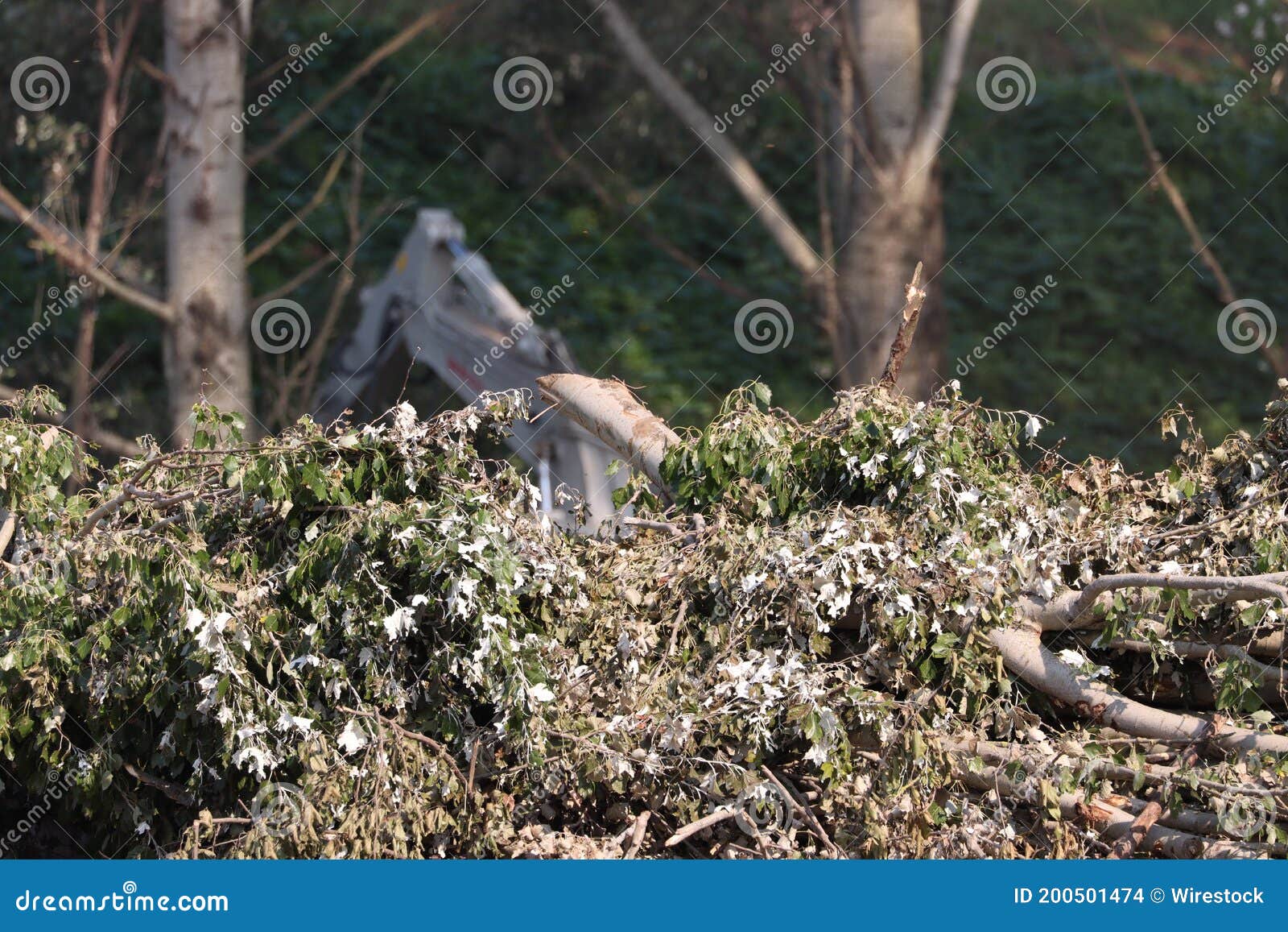 Tree Cutting Process for Firewood - Deforestation Concept Stock Photo ...