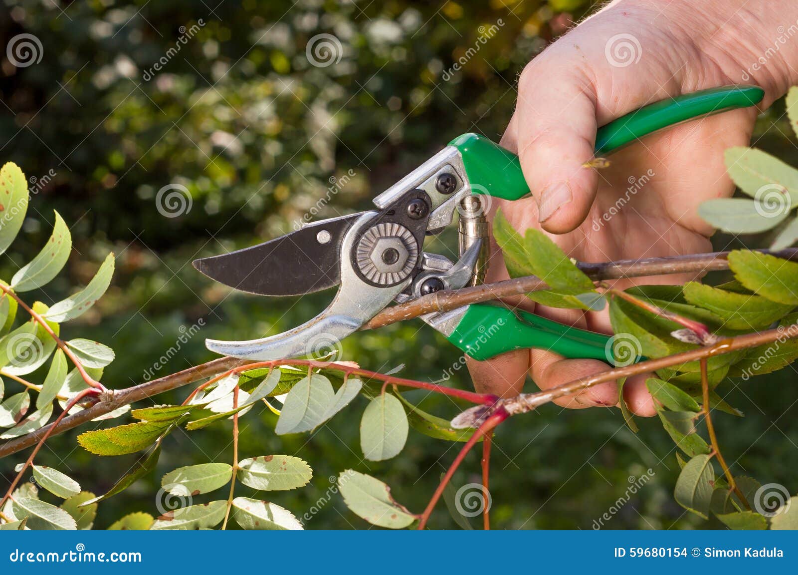 Tree Cutting with a Secateurs on the Huge Garden Stock Photo - Image of ...