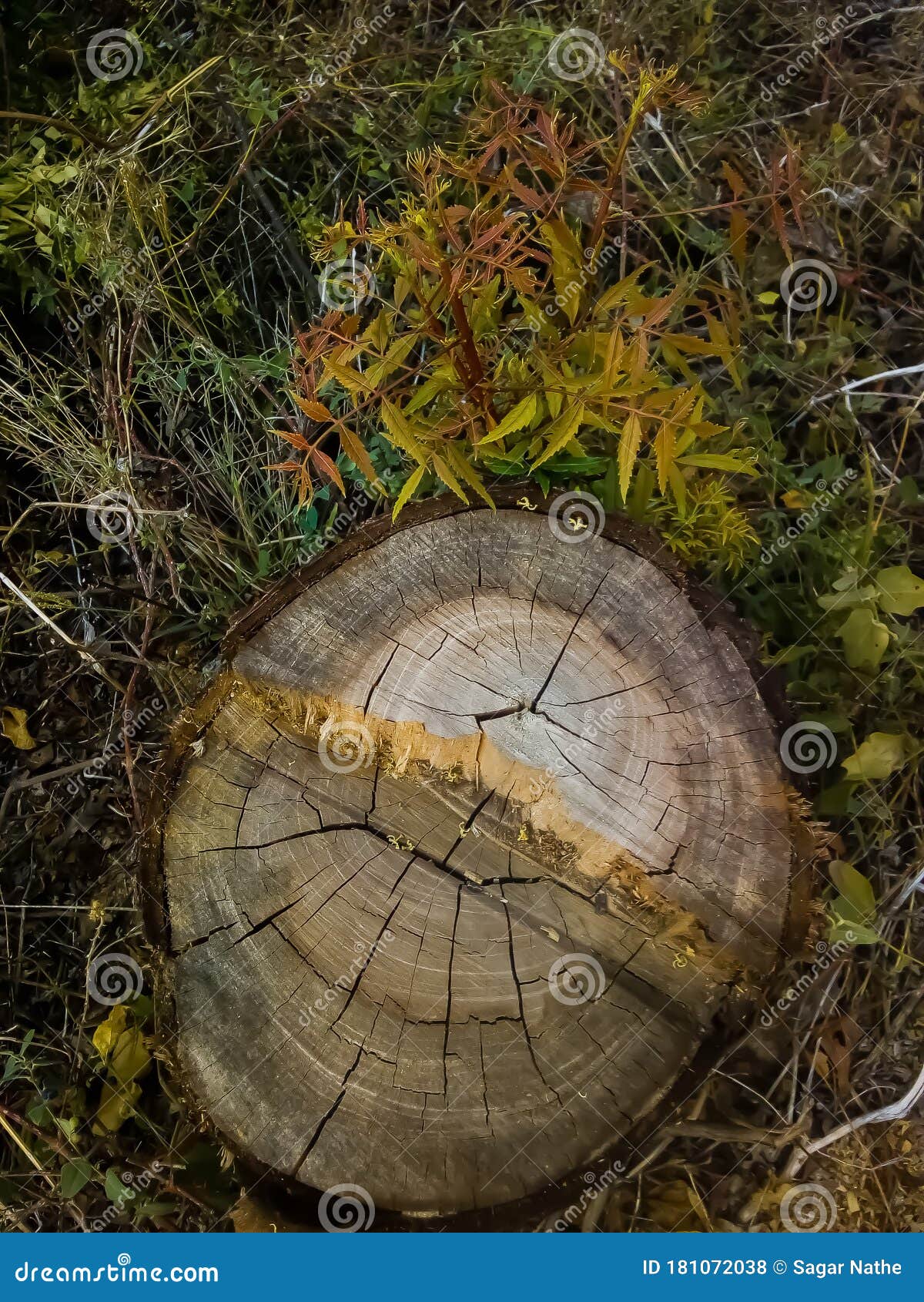 Tree Cutting Village Image in India Stock Photo - Image of travel ...