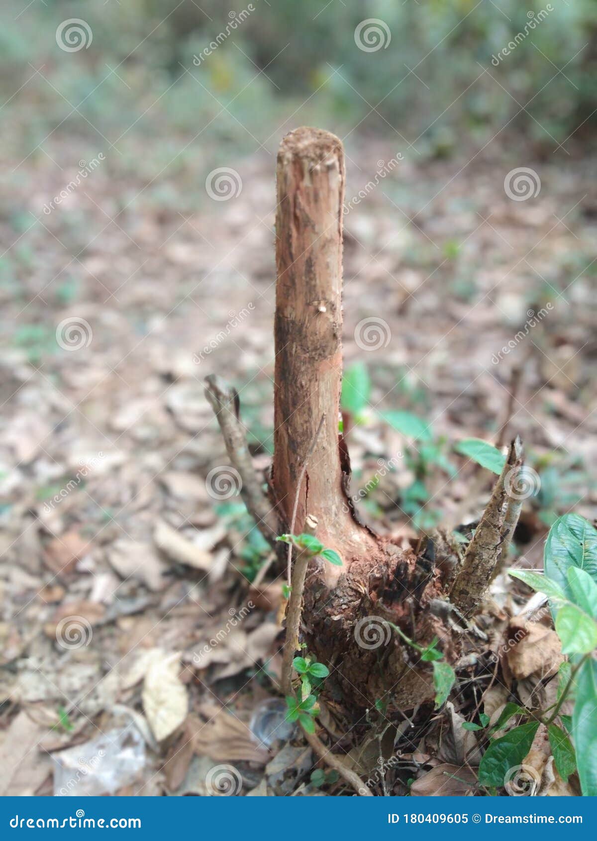 Tree cutting wood pice stock image. Image of wildlife - 180409605